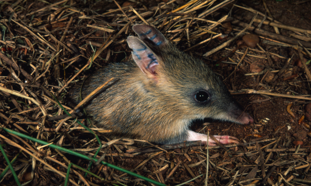 WWF to the rescue of nature’s diggers - Bandicoot – WWF Australia ...