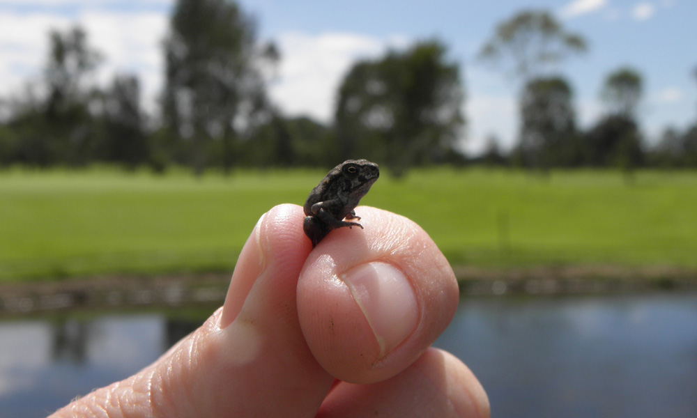 Releasing cane toads to save our native species – WWF-Australia ...
