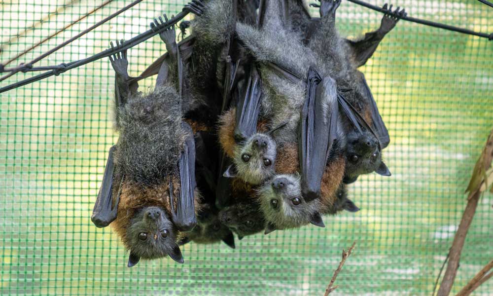 The importance of flying foxes – WWF-Australia | The importance of ...