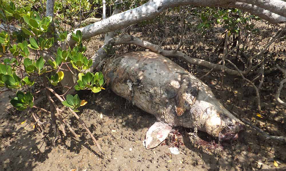 Four dugongs found dead in one week - WWF-Australia | Four dugongs ...