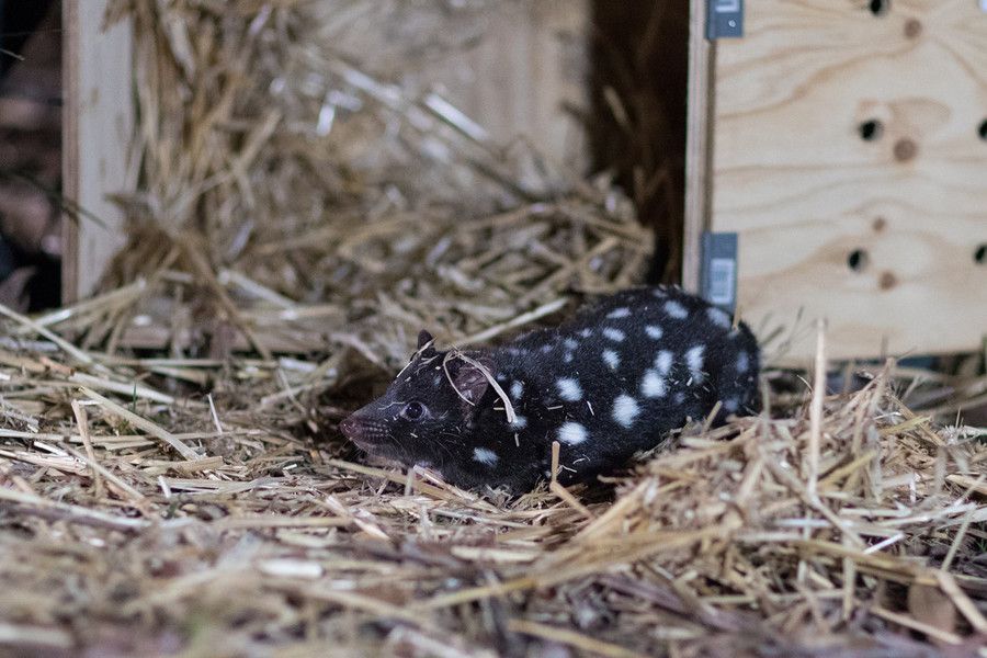 Journey to bring wild population of eastern quolls back to mainland ...