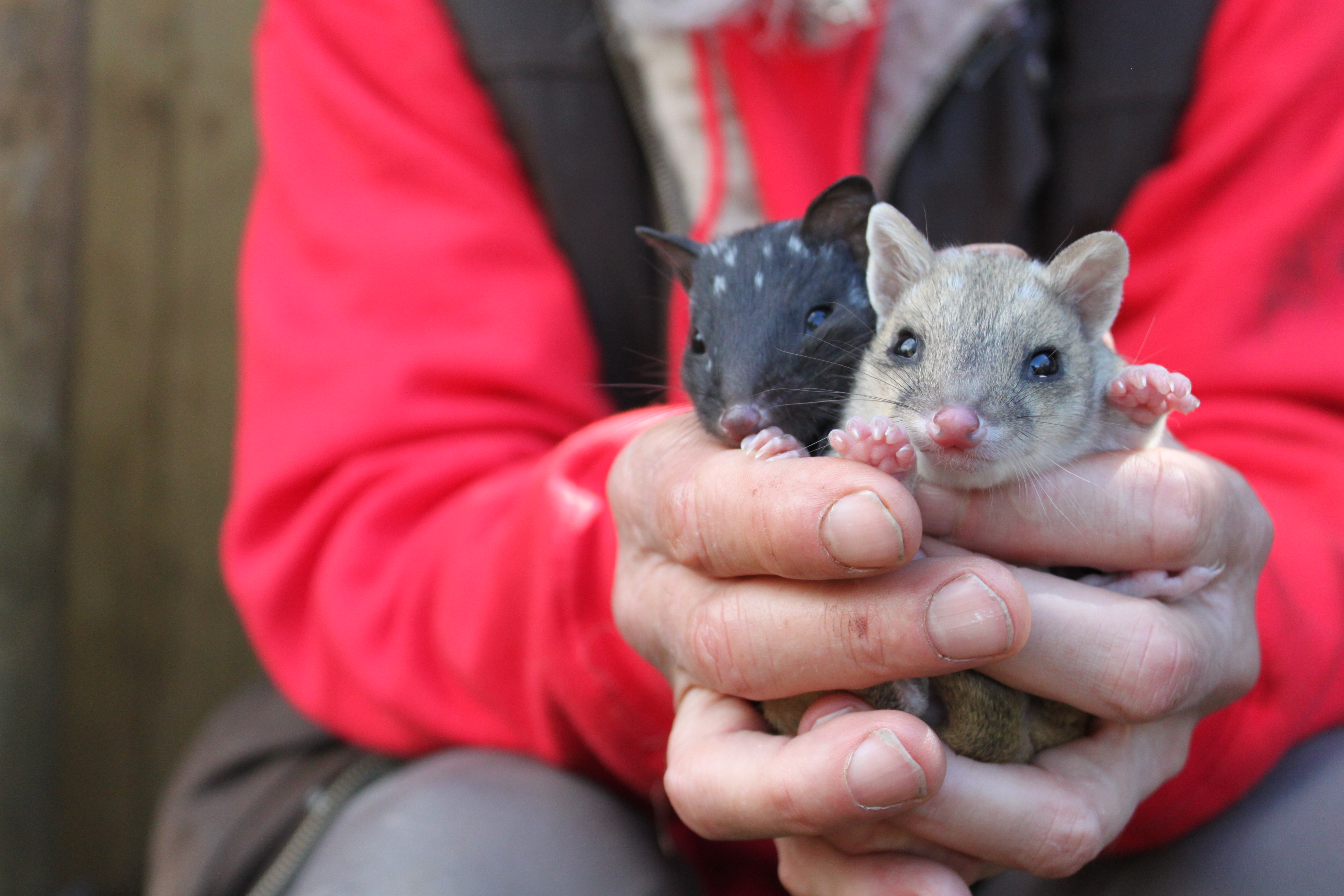Eastern quoll | WWF Australia