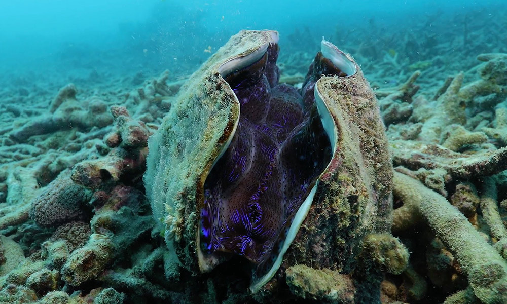 Breeding failure of nearly 20,000 Adélie penguins - WWF-Australia | WWF ...