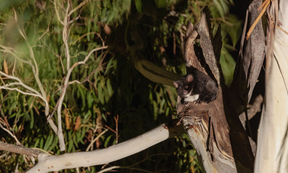 Greater glider - WWF-Australia | Greater glider | WWF Australia