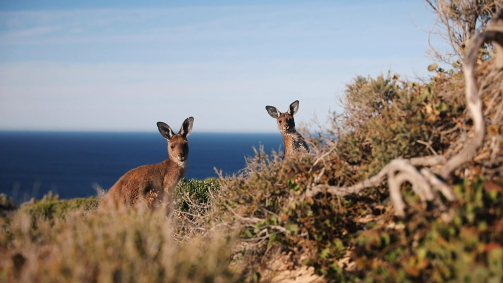 22 solutions for community-based wildlife conservation! - WWF-Australia ...