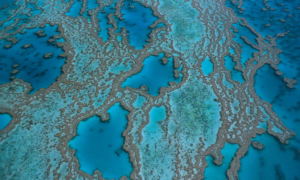 New report a “game changer” for the Reef - WWF-Australia | New report a ...