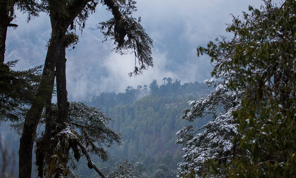 Hundreds of new species discovered in the fragile Eastern Himalayan ...