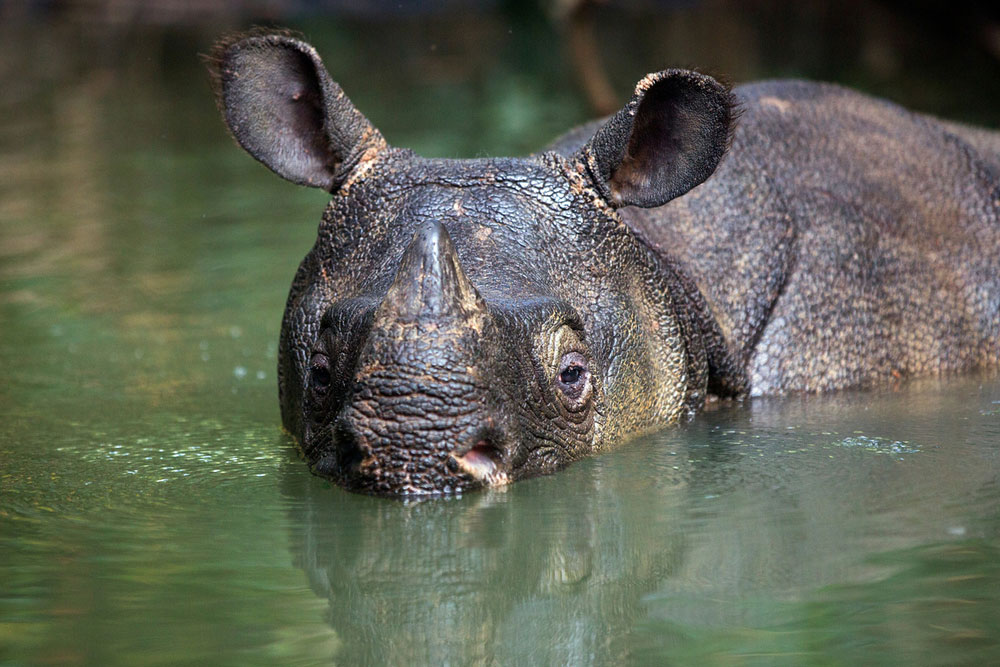 10 facts about Javan rhinos | 10 facts about Javan rhinos | WWF Australia