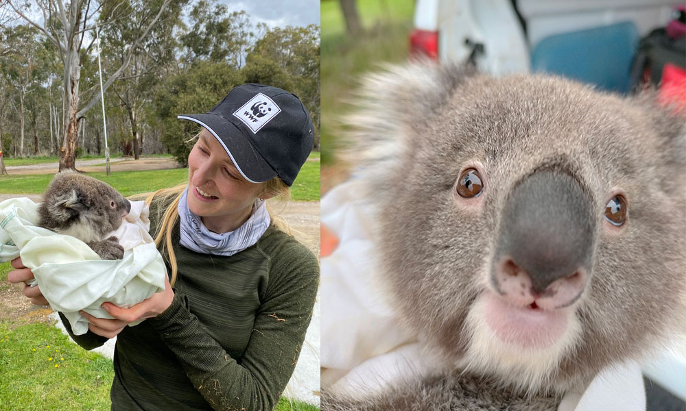 How nine adorable koala joeys are helping make a map – WWF-Australia ...