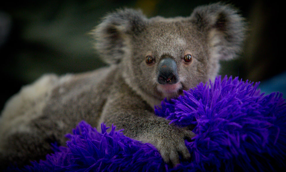 Meet three orphan koala joeys with nowhere to go - WWF-Australia | Meet ...