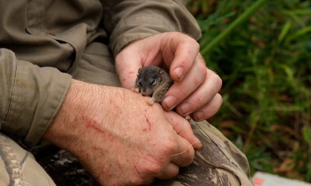 The search for the silver-headed antechinus – WWF-Australia | The ...