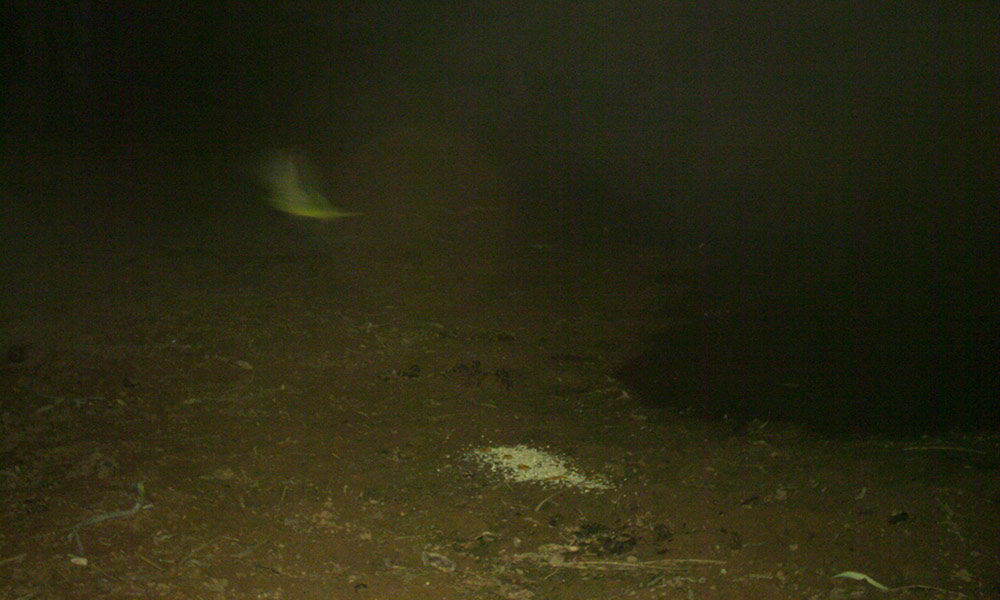 Paruku rangers’ night parrot discovery - WWF-Australia | Paruku rangers ...