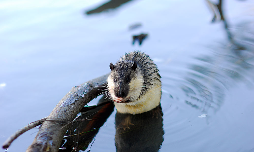 New citizen science report sheds light on elusive Australian water rat ...