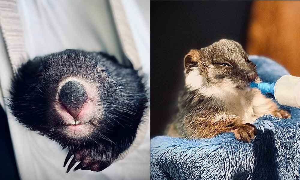 Every animal deserves a second chance – WWF-Australia | Every animal ...