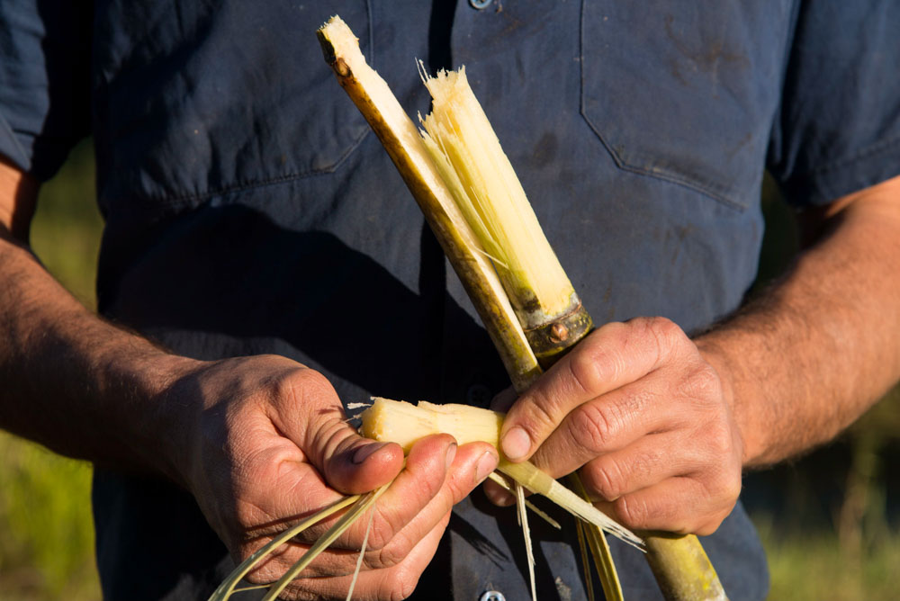 Qld cane farmers star in short film - WWF-Australia | Central and North ...
