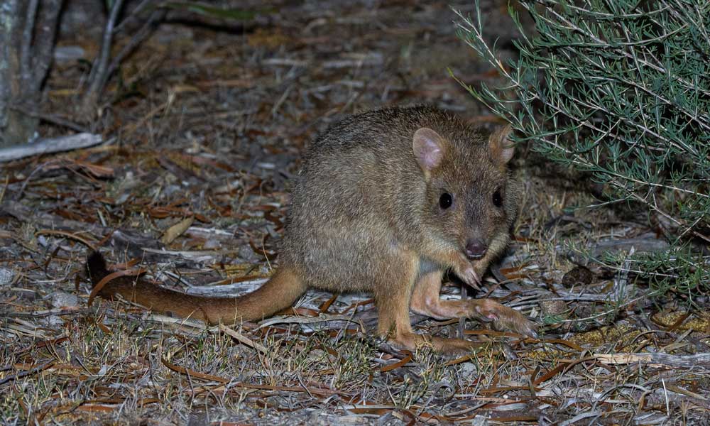 10 facts about woylies – WWF-Australia | 10 facts about woylies aka the ...