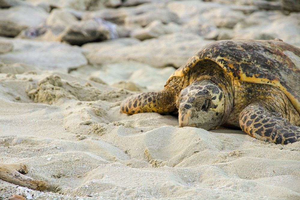 Made in the shade | How WWF is helping turtle populations | Made in the ...