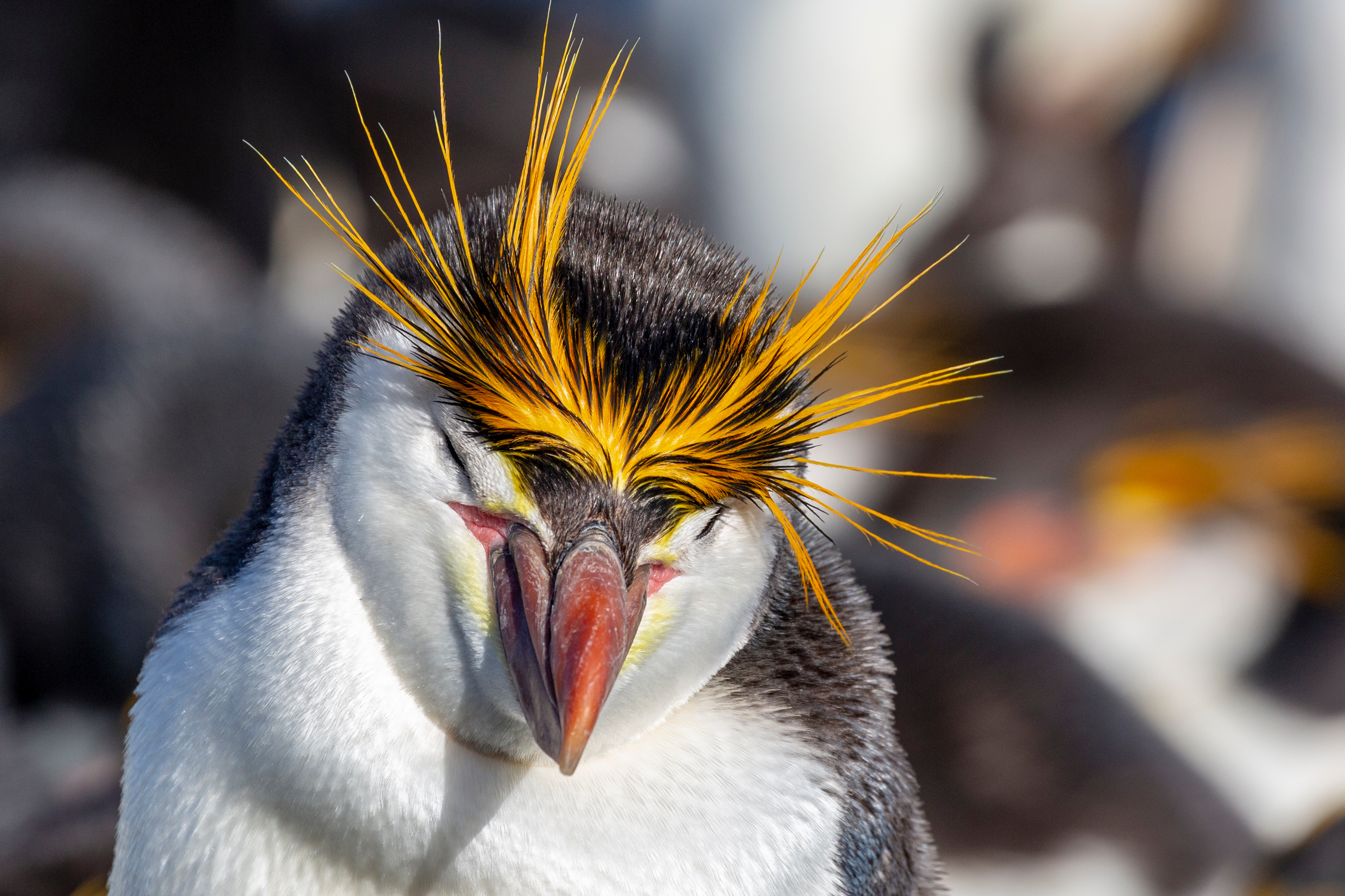 Royal Penguin Predators Macaroni Penguins • Fun Facts And
